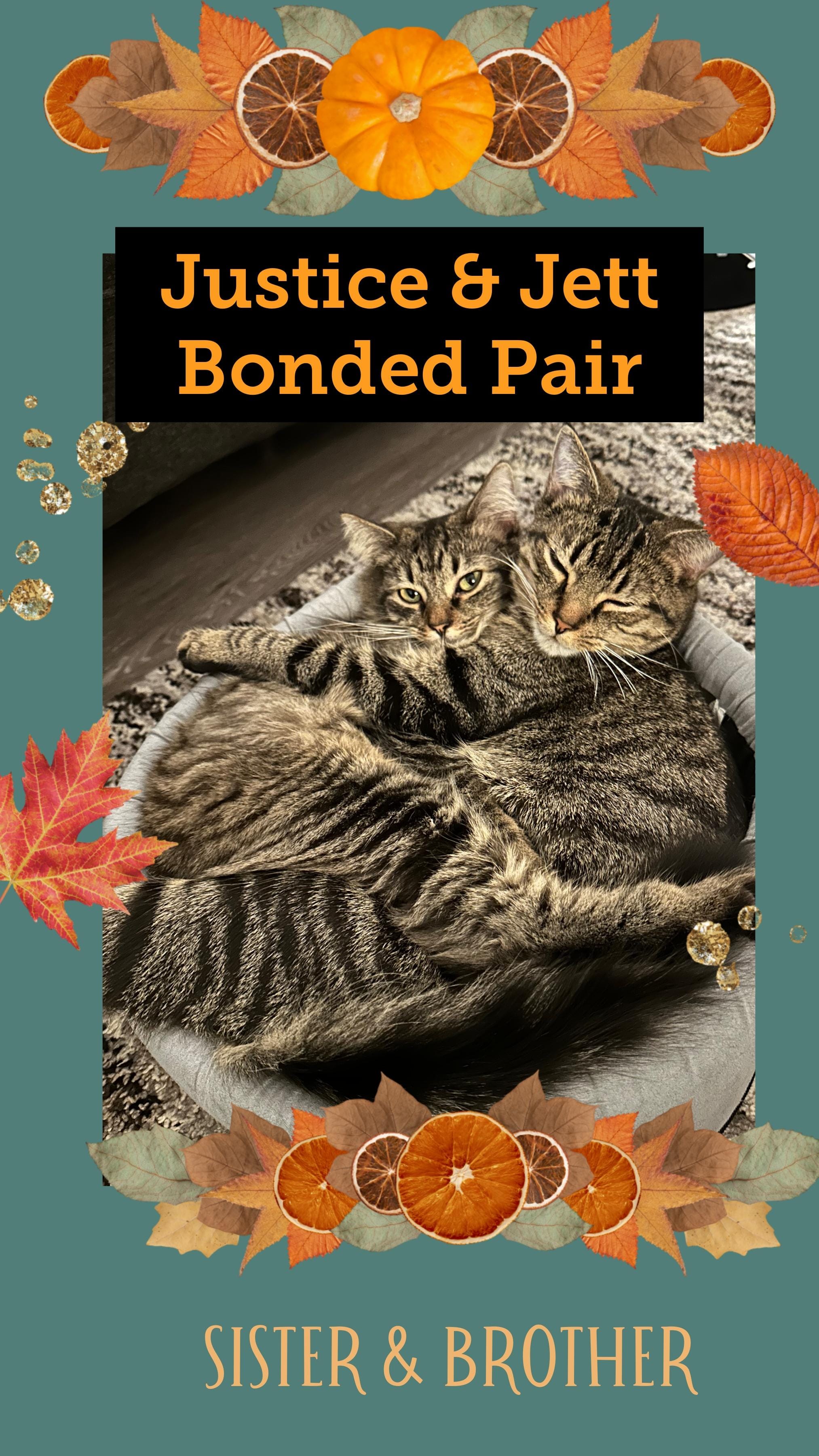 Adopt JUSTICE & JETT(BONDED PAIR) Today - Pets TheCountyOffice