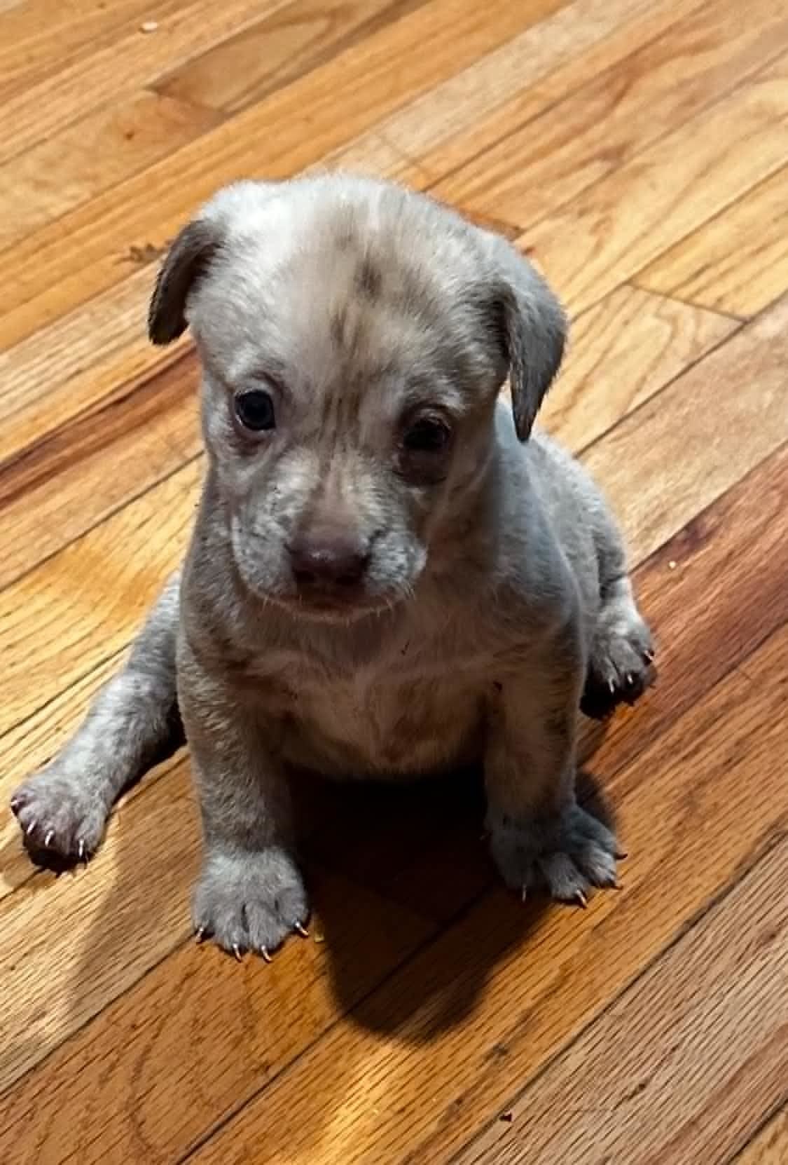 Adopt Snickerdoodle Today - Pets TheCountyOffice