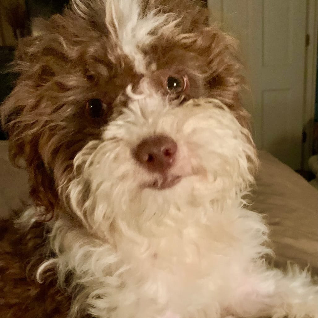 Adopt Benji Today - Pets TheCountyOffice