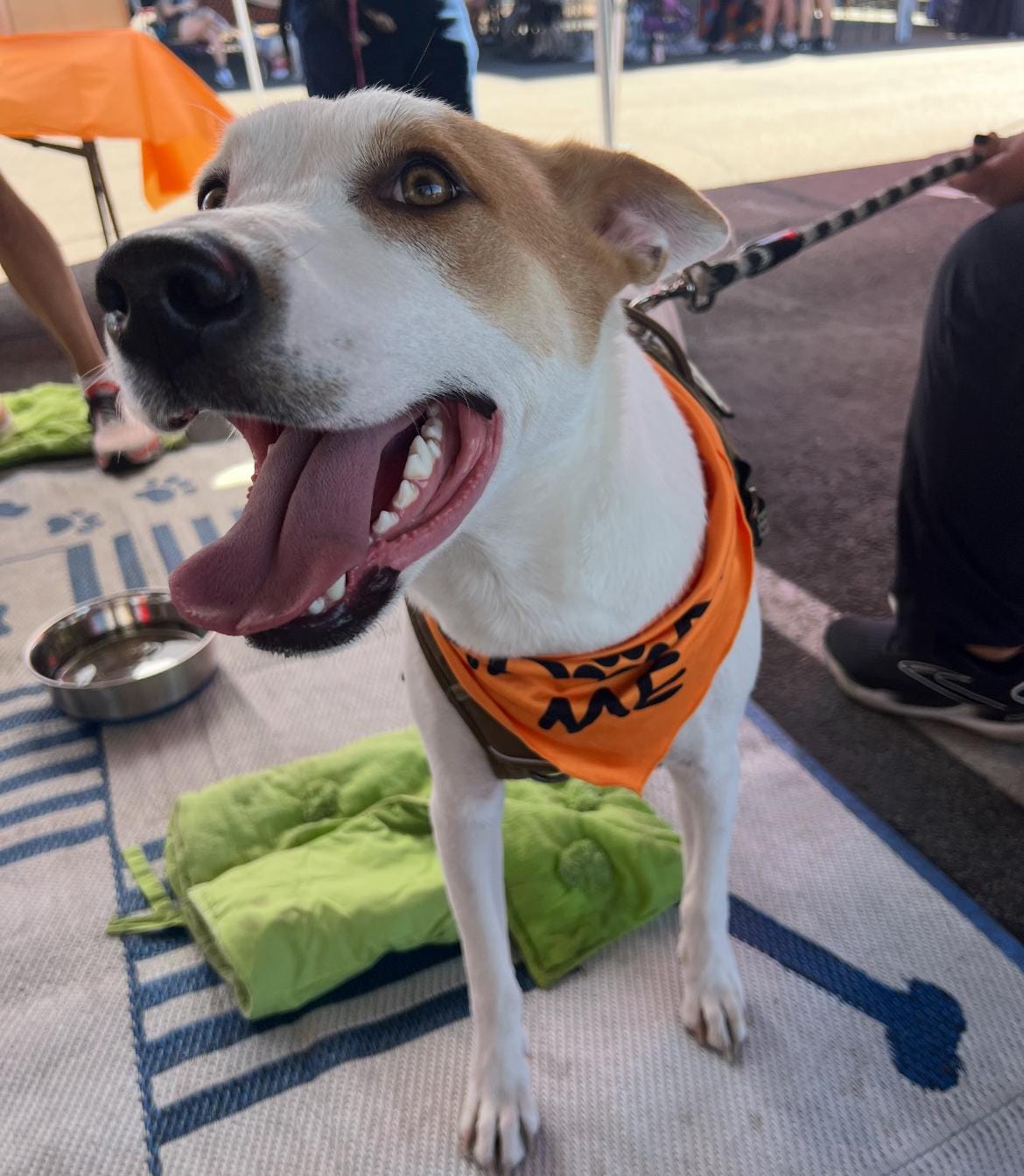 Adopt Sammy Today - Pets TheCountyOffice