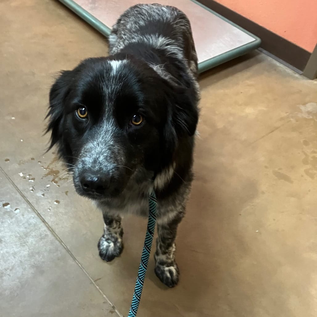 Adopt Molly - Dog Friendly, Potty & Kennel Trained! Today - Find Paw Pal