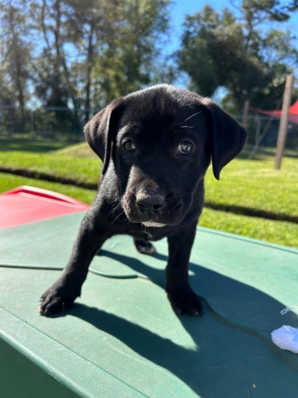 Adopt Jessie Murph Today - Find Paw Pal
