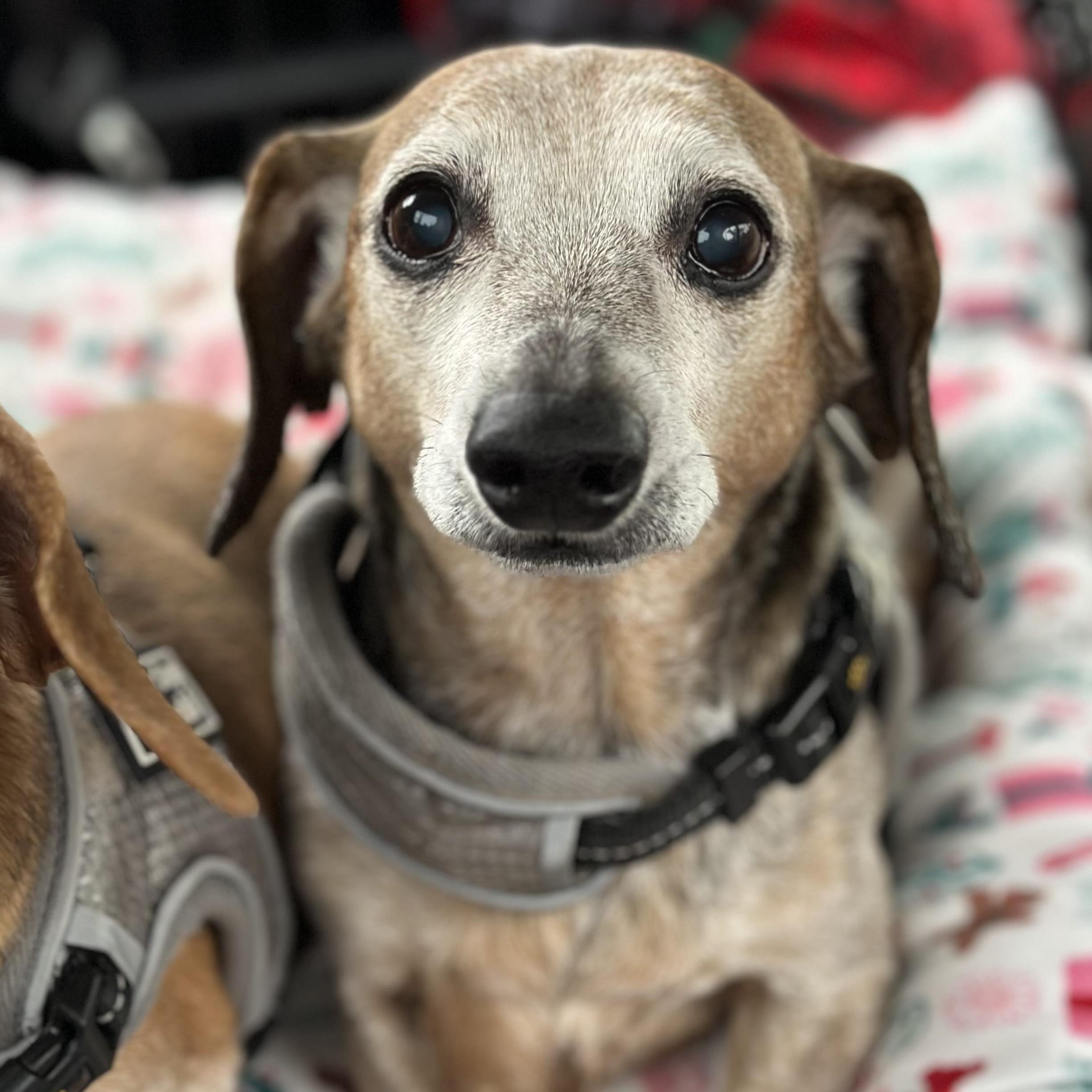 Adopt Charlie Bonded Wpixie Coming Soon Today Find Paw Pal 0329