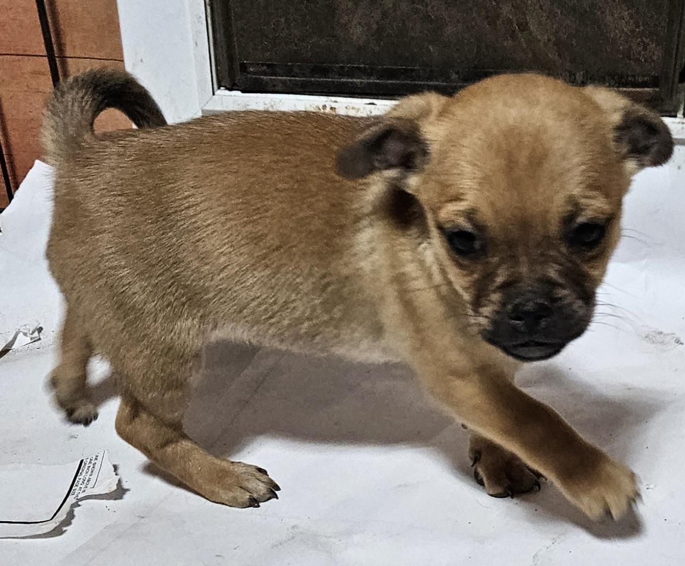 Adopt Addi Today - Find Paw Pal