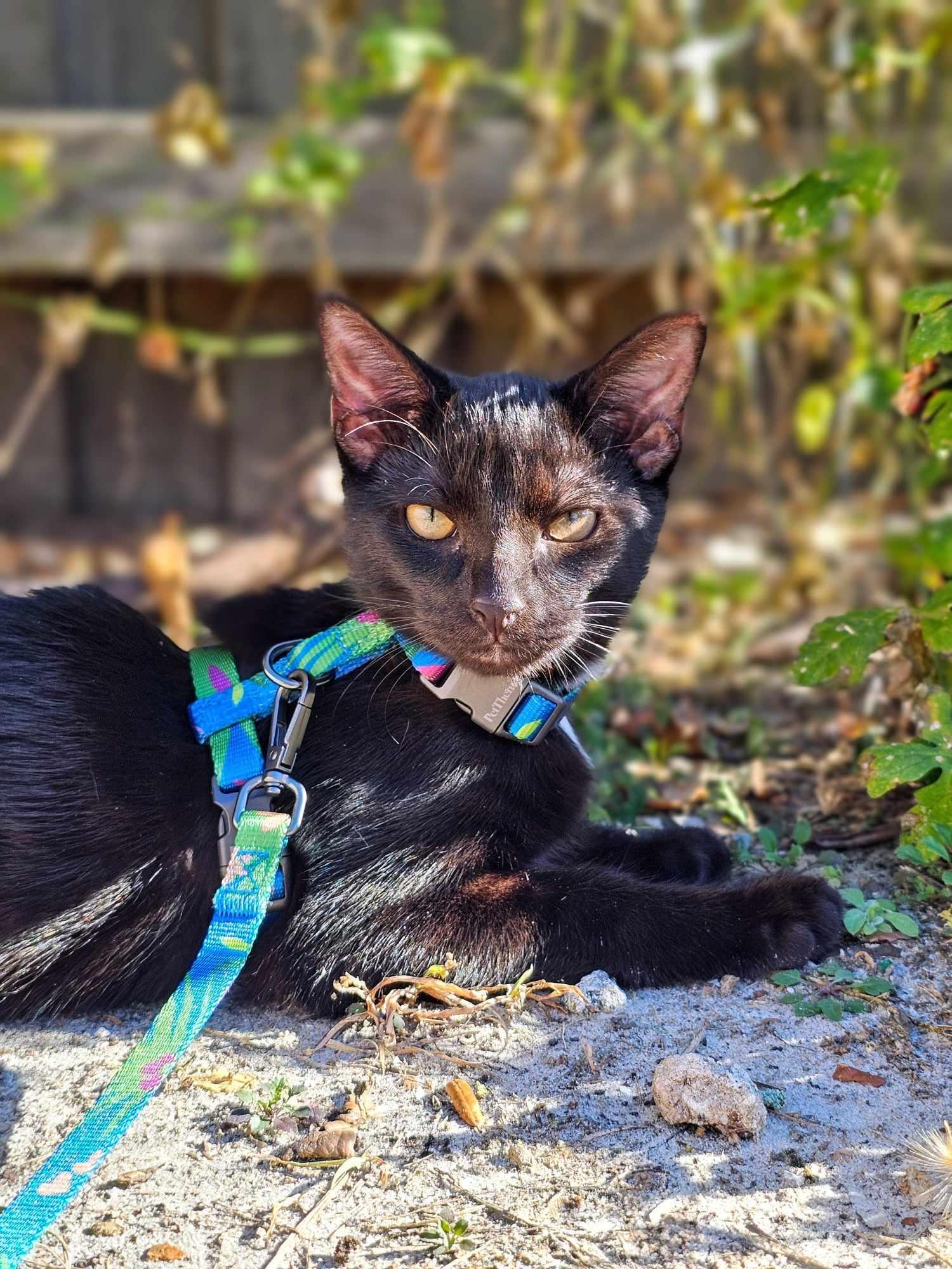 Adopt Nicol (Cocoa) Handsome Kitty Cat who Loves to Cuddle- Walks on a ...