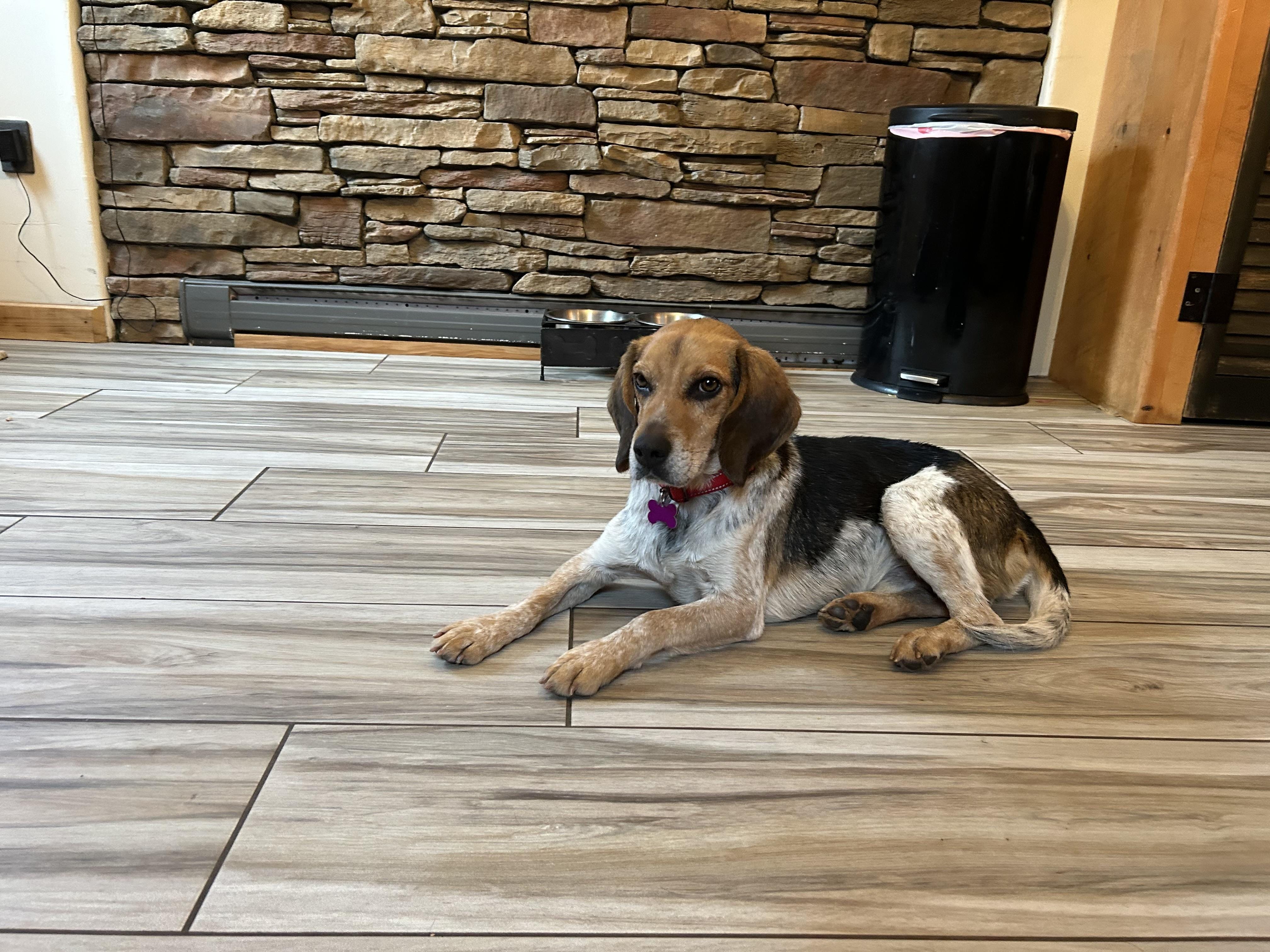 Adopt Pookie Bear Today - Find Paw Pal