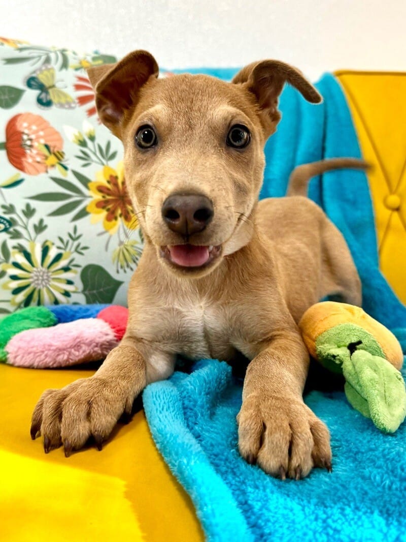 Adopt Preston the Precious Happy Pup Today - Find Paw Pal