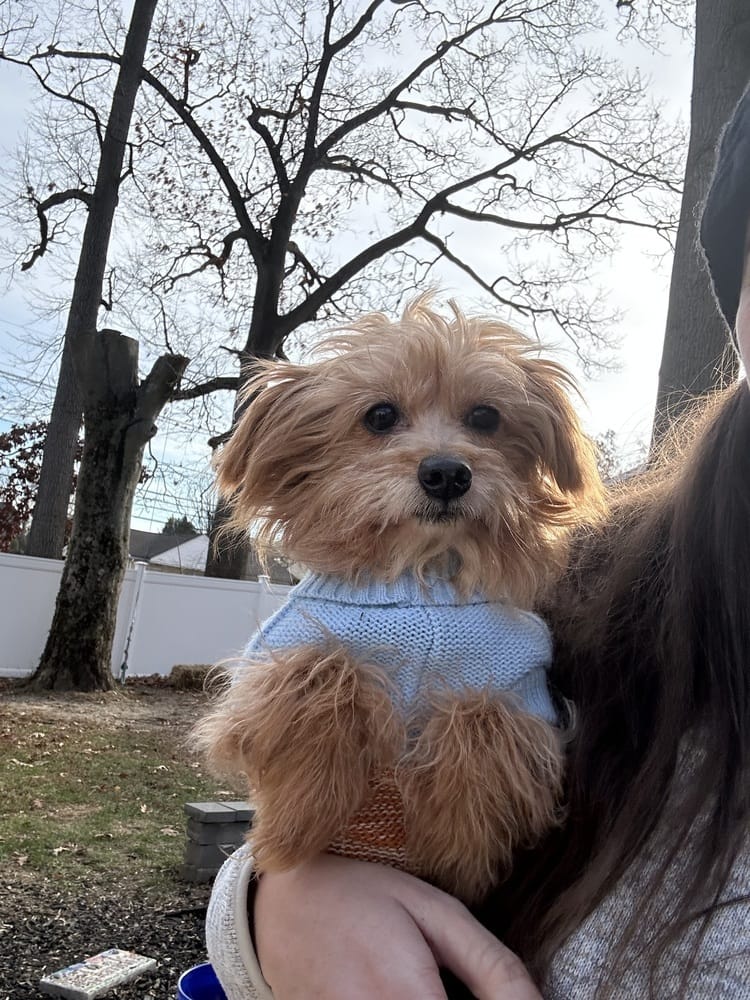 Adopt Tucker Today - Pets TheCountyOffice