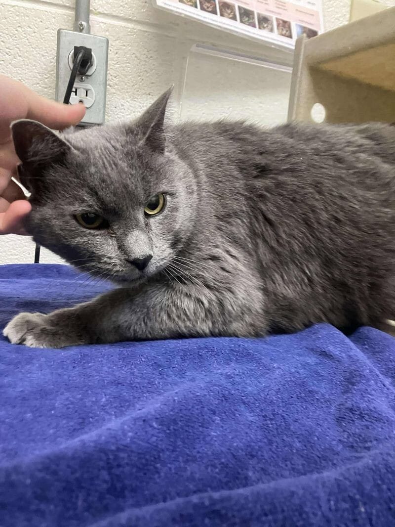 Adopt Athena Today - Pets TheCountyOffice