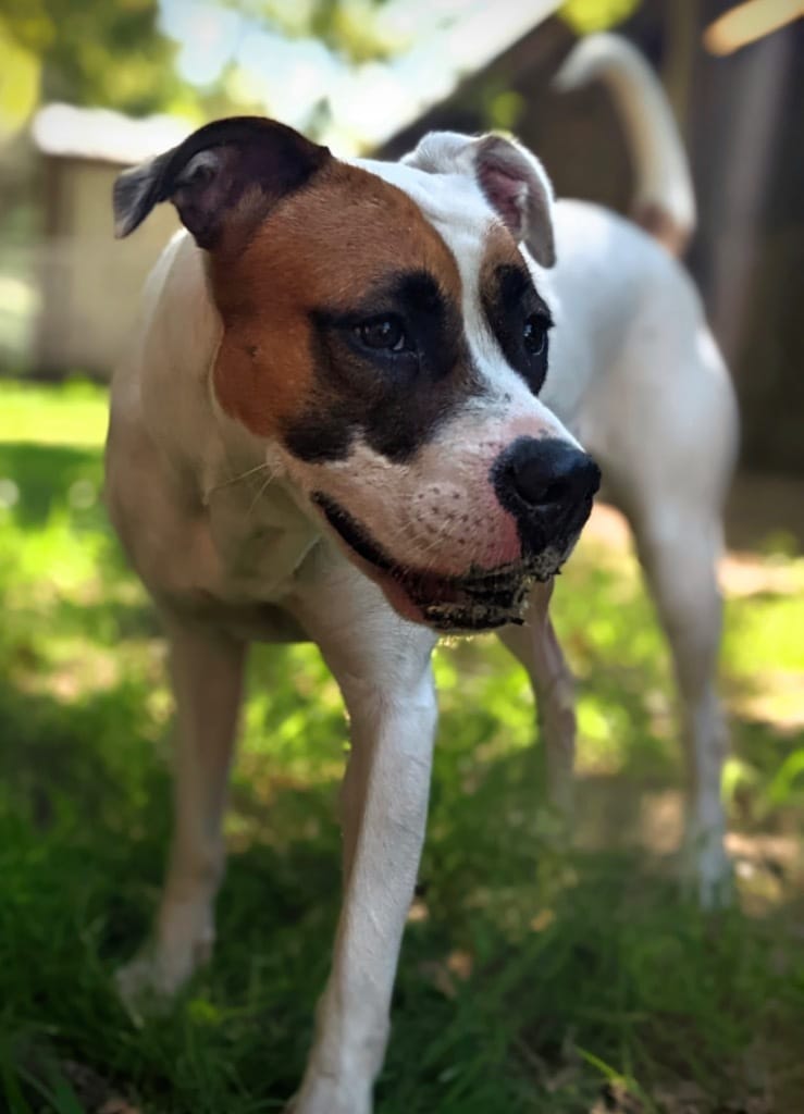 Adopt Snooki Today - Pets TheCountyOffice