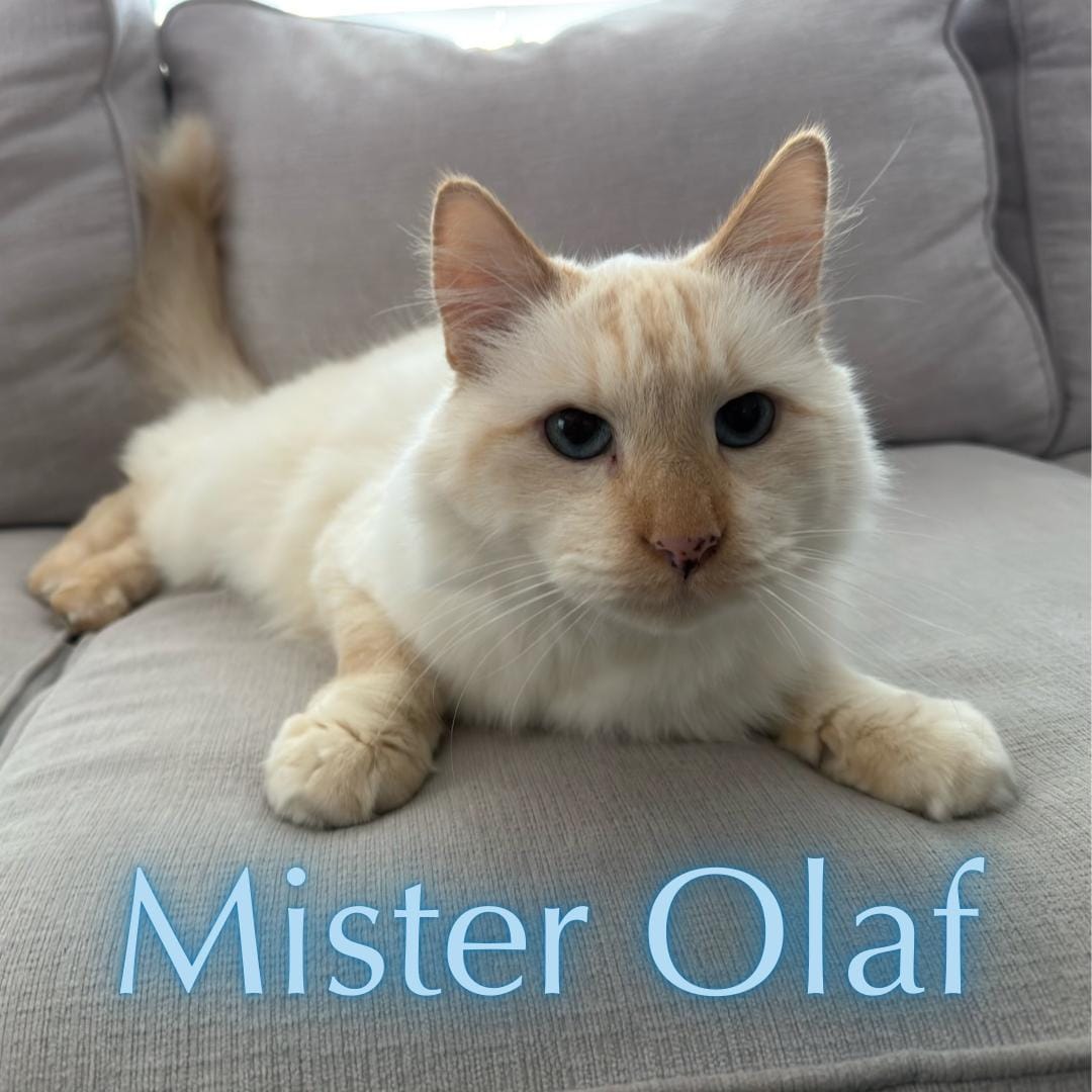 Adopt Mister Olaf (Calm and Gentle Boy!) Today - Find Paw Pal