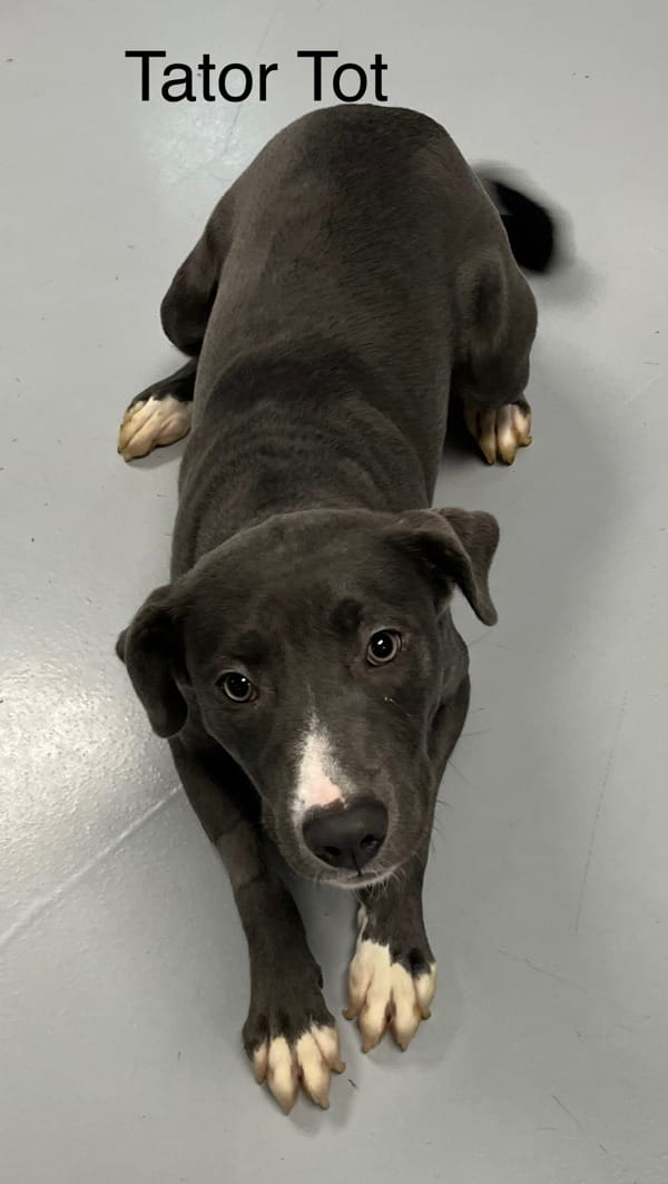 Adopt Tator Tot Today - Find Paw Pal