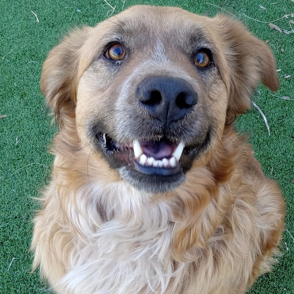 Adopt Rusty - Dog Friendly, Potty Trained! Today - Find Paw Pal
