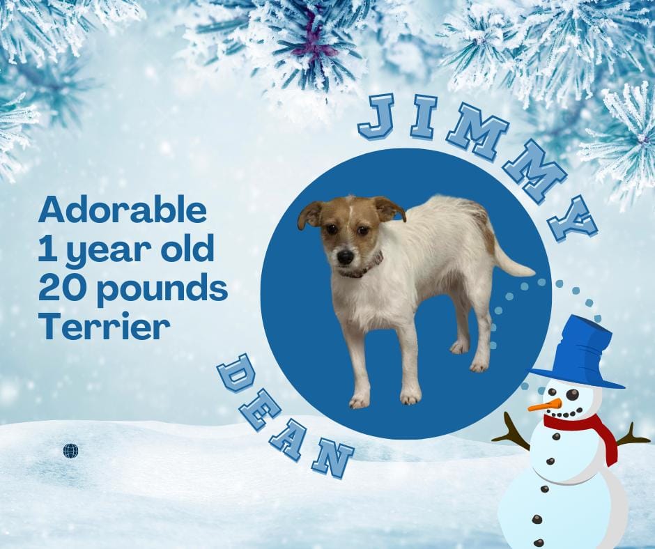 Adopt Gordon Today - Pets TheCountyOffice