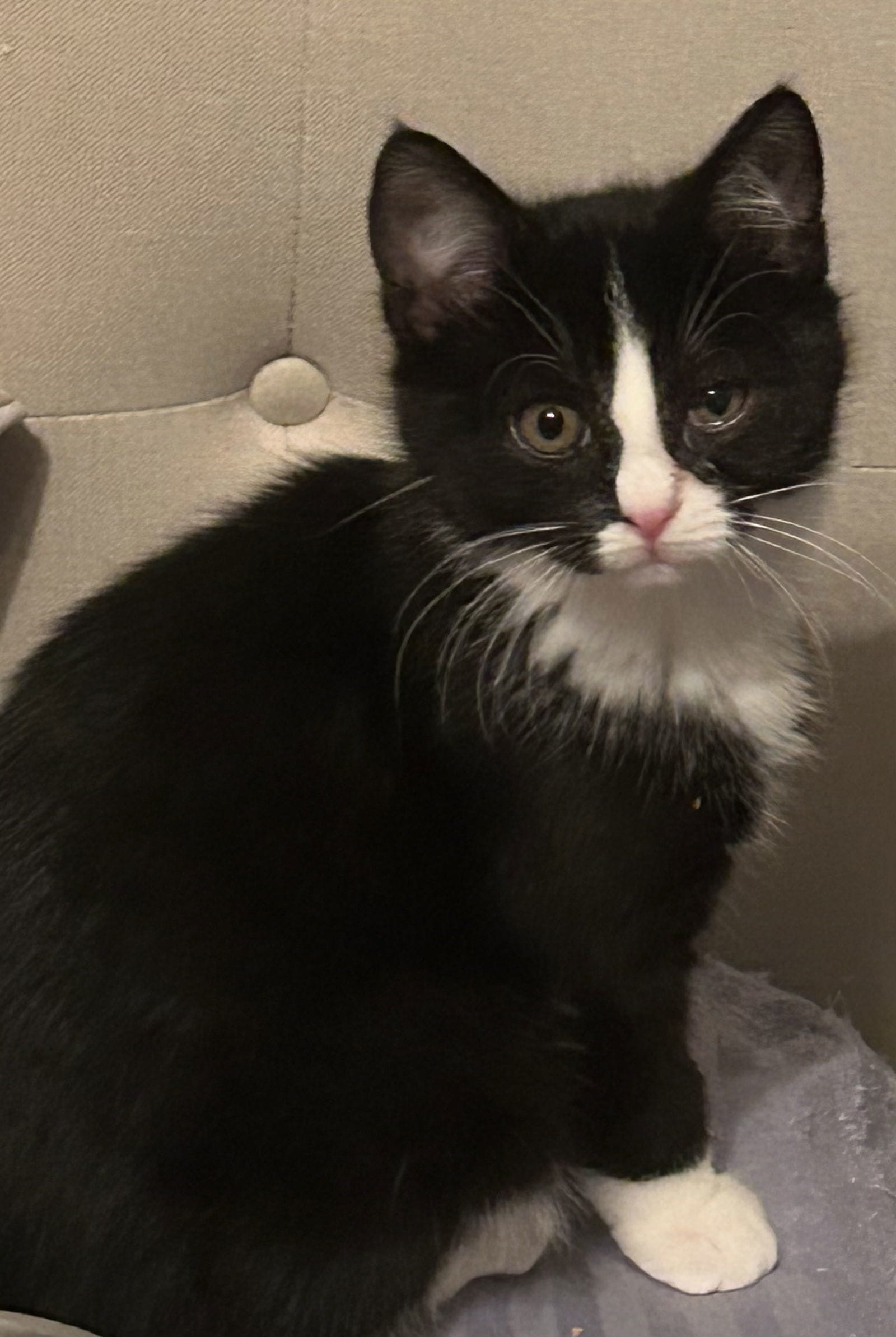 Adopt Appa Today - Pets TheCountyOffice