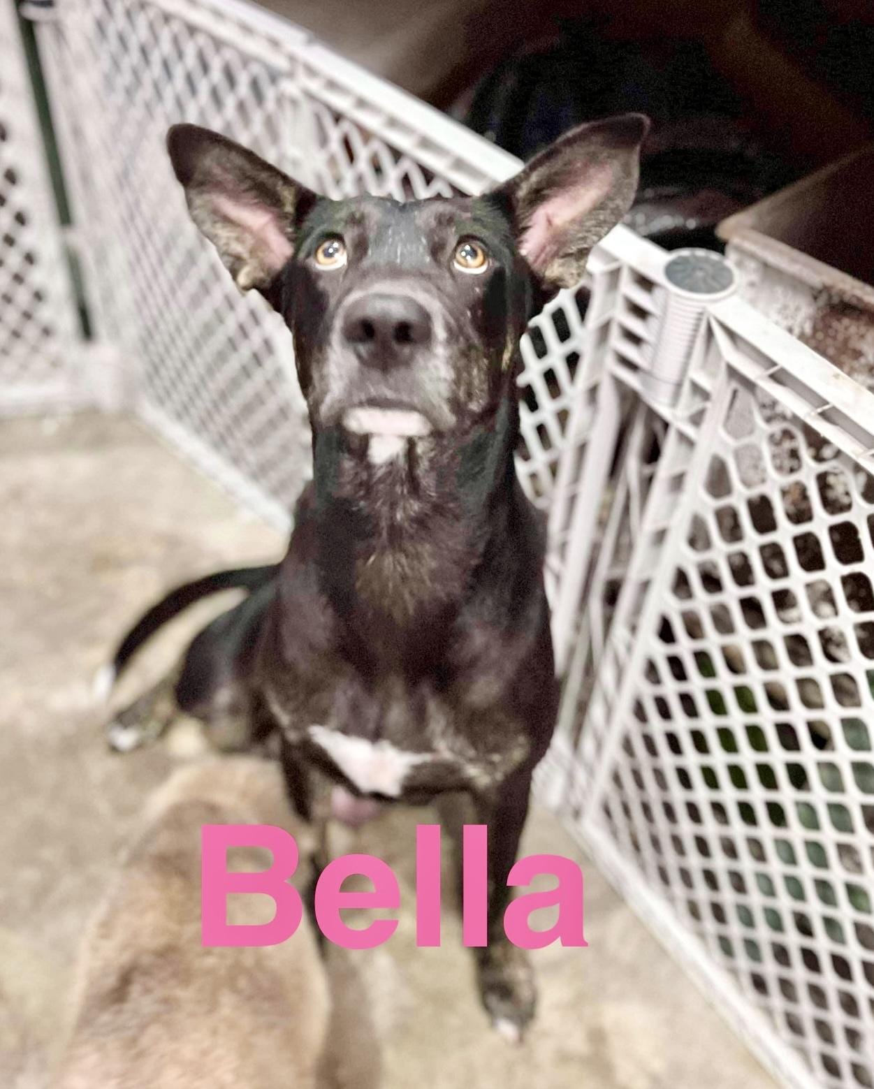 Adopt Bella Today - Find Paw Pal