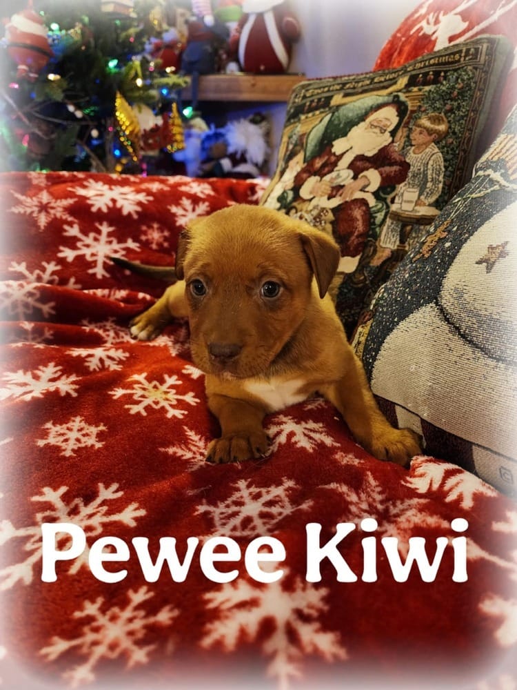 Adopt Pewee Kiwi Today - Pets TheCountyOffice