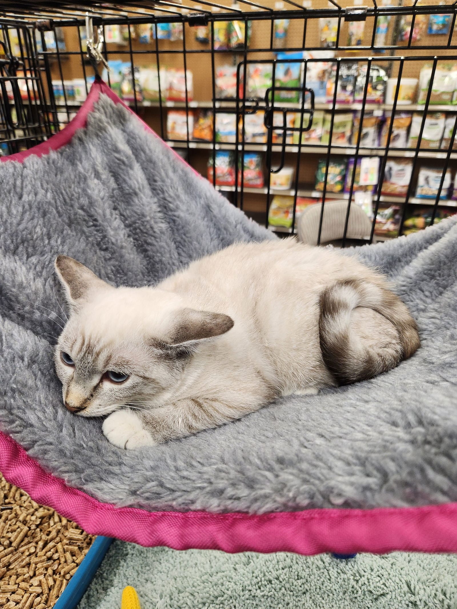 Adopt Powderpuff Today - Pets TheCountyOffice