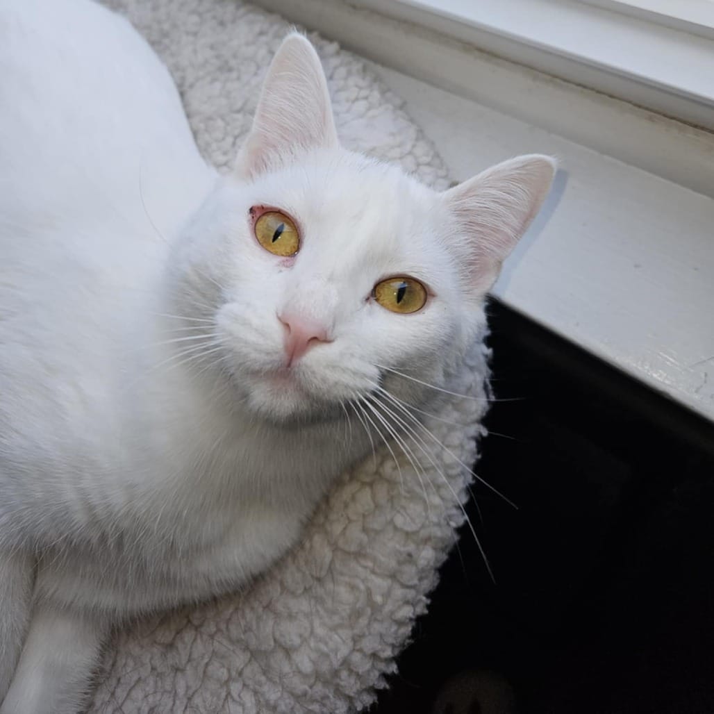 Adopt Nova Today - Pets TheCountyOffice