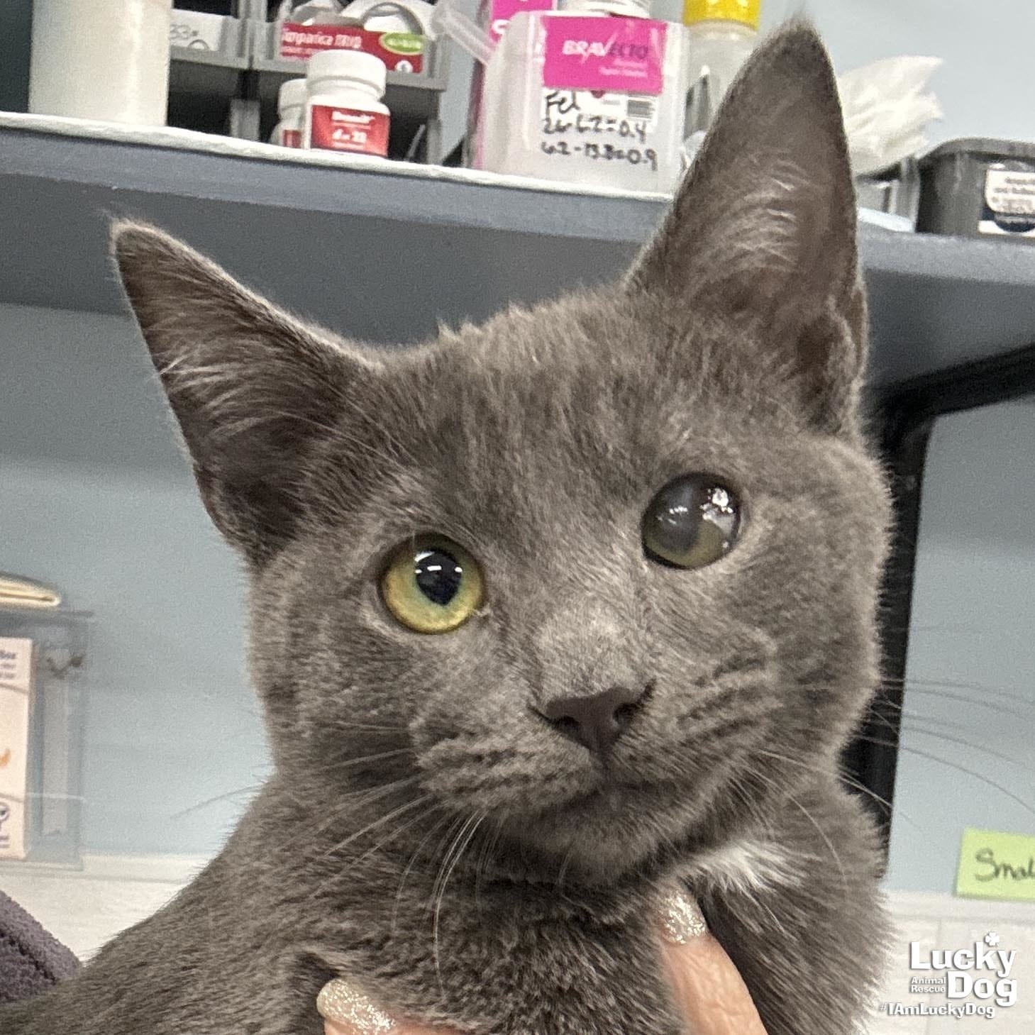 Adopt Tostada Today - Pets TheCountyOffice