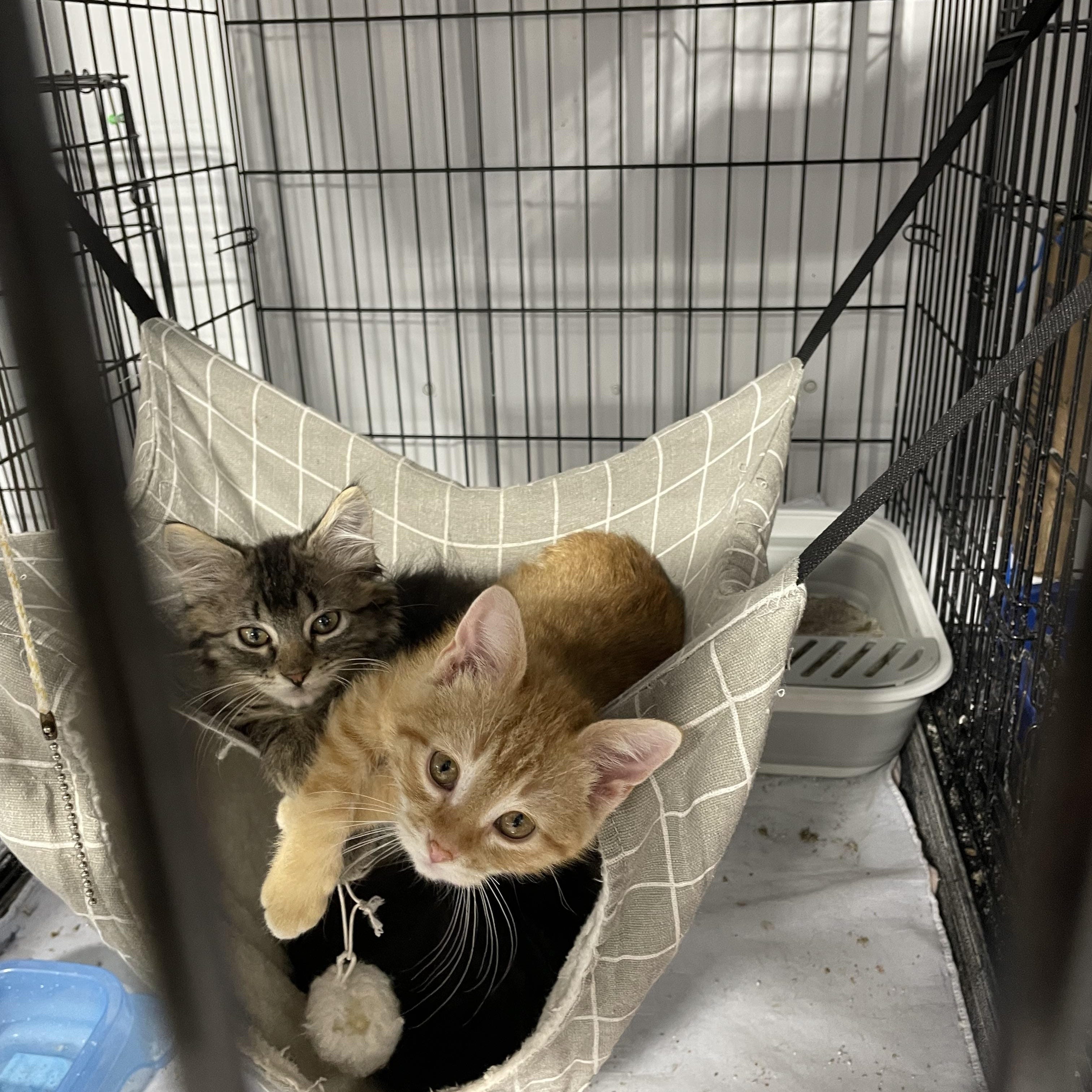 Adopt Dereka Today - Pets TheCountyOffice