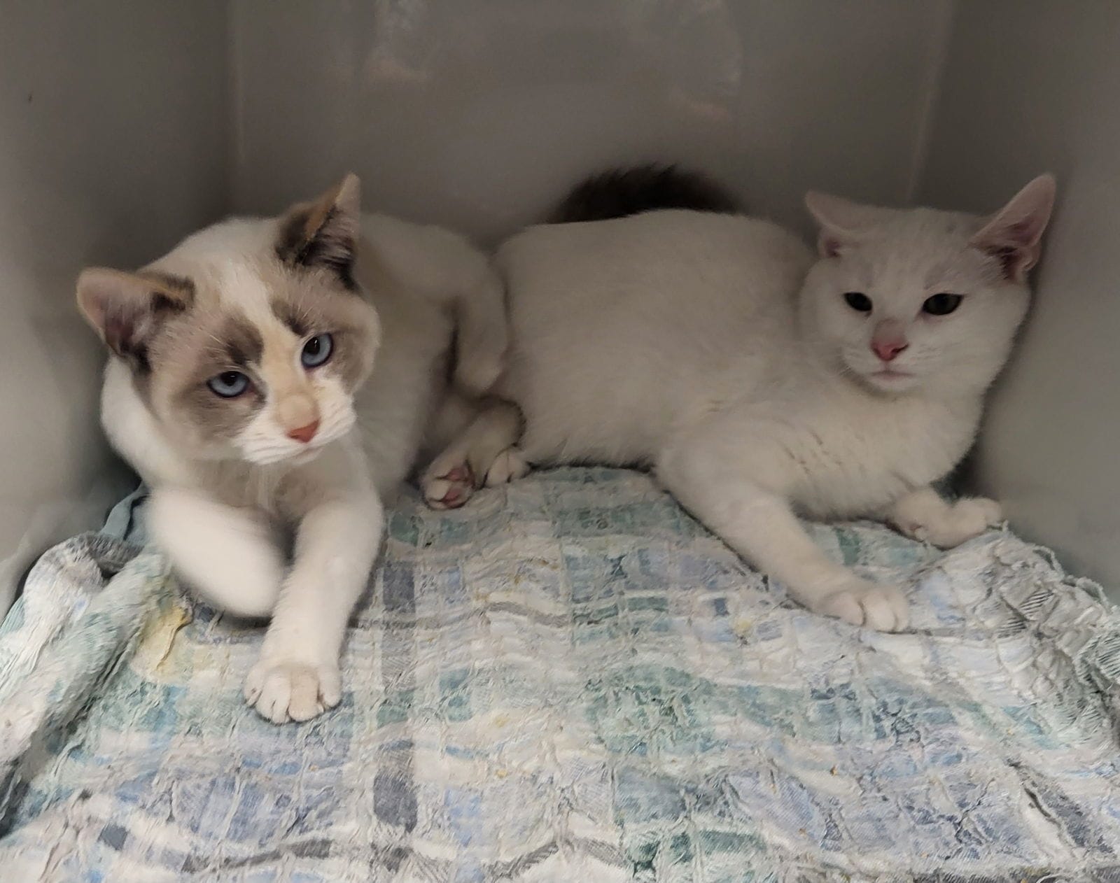 Adopt Mystique Today - Pets TheCountyOffice
