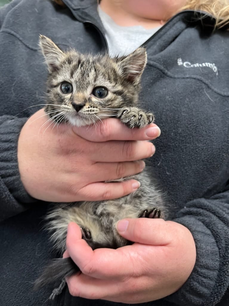 Adopt Thomas Today - Pets TheCountyOffice
