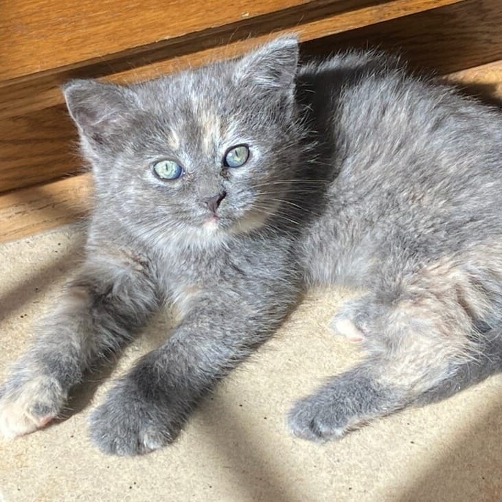 Adopt Hocus Pocus Winnie Today - Pets TheCountyOffice