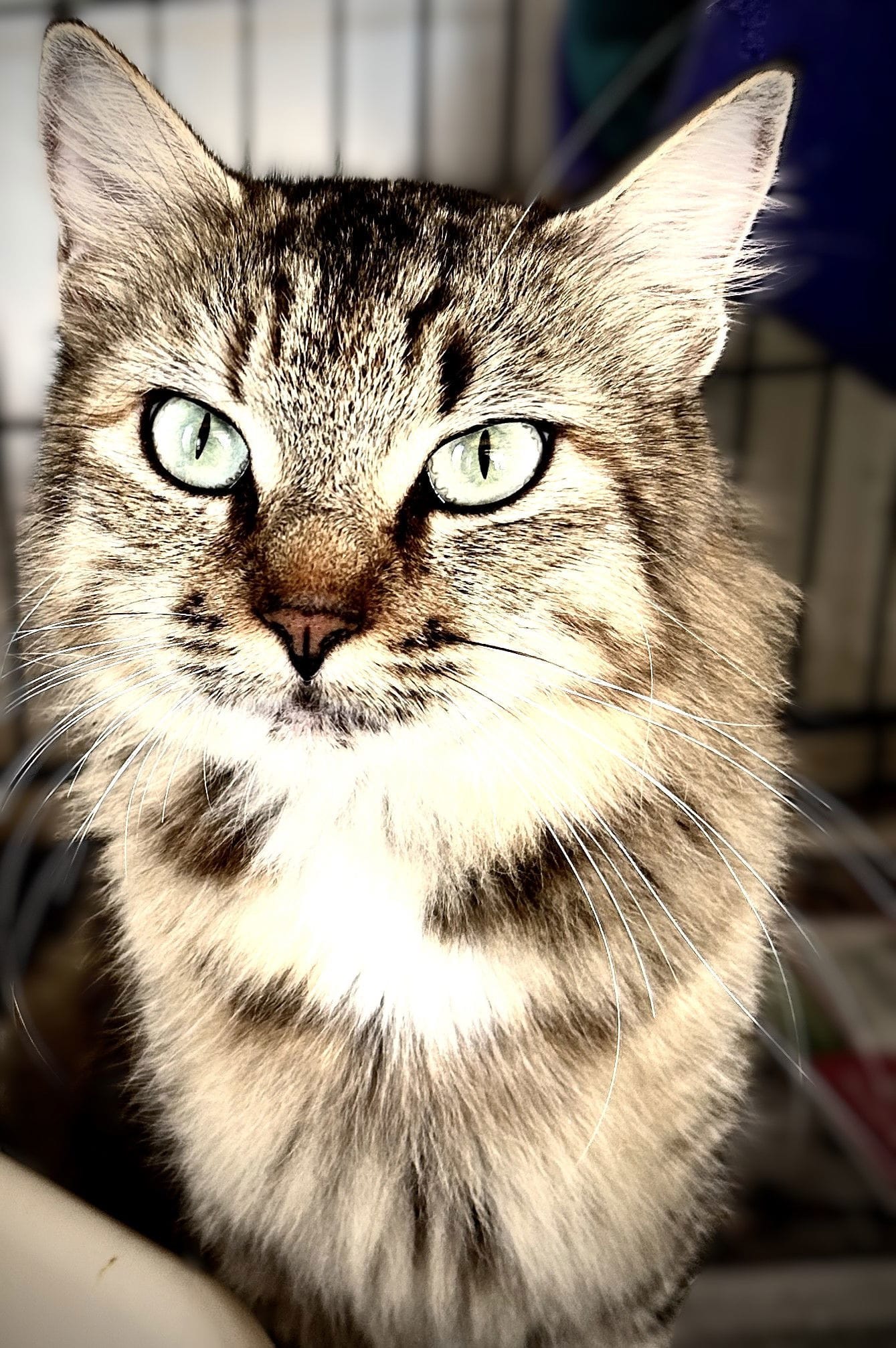 Adopt Miss Petunia Today - Pets TheCountyOffice