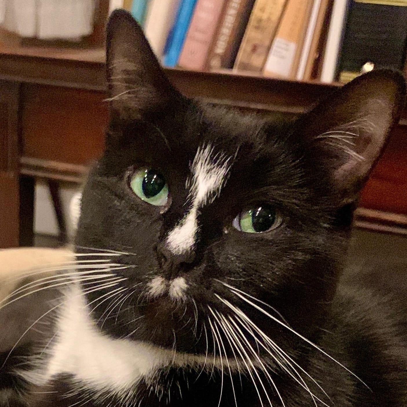 Adopt DARLING - It's not just a name! Today - Find Paw Pal