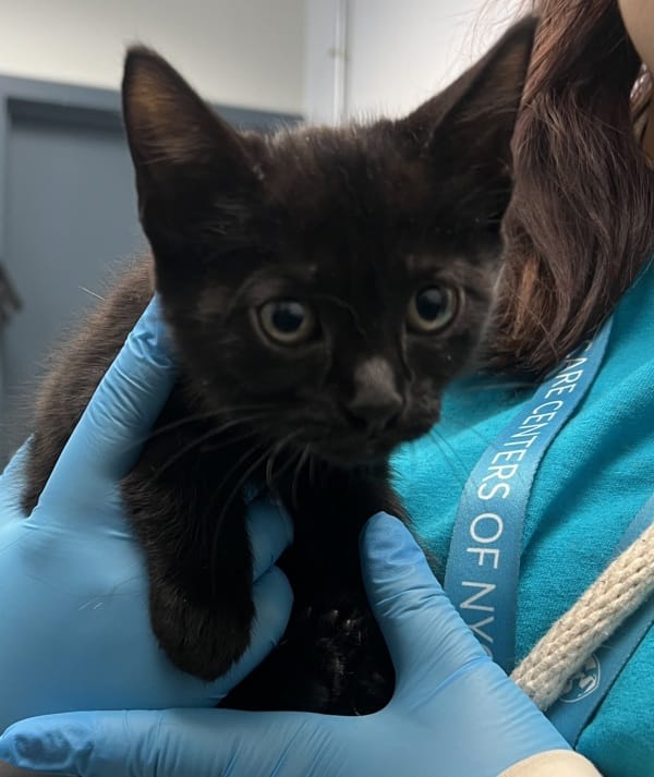 Adopt Willy Nilly Today - Find Paw Pal