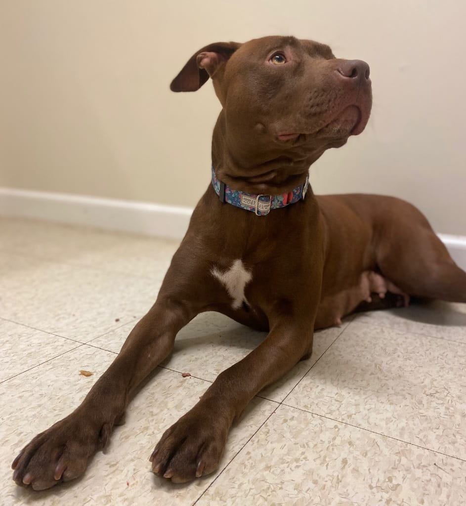 Adopt Valkyrie Today - Pets TheCountyOffice