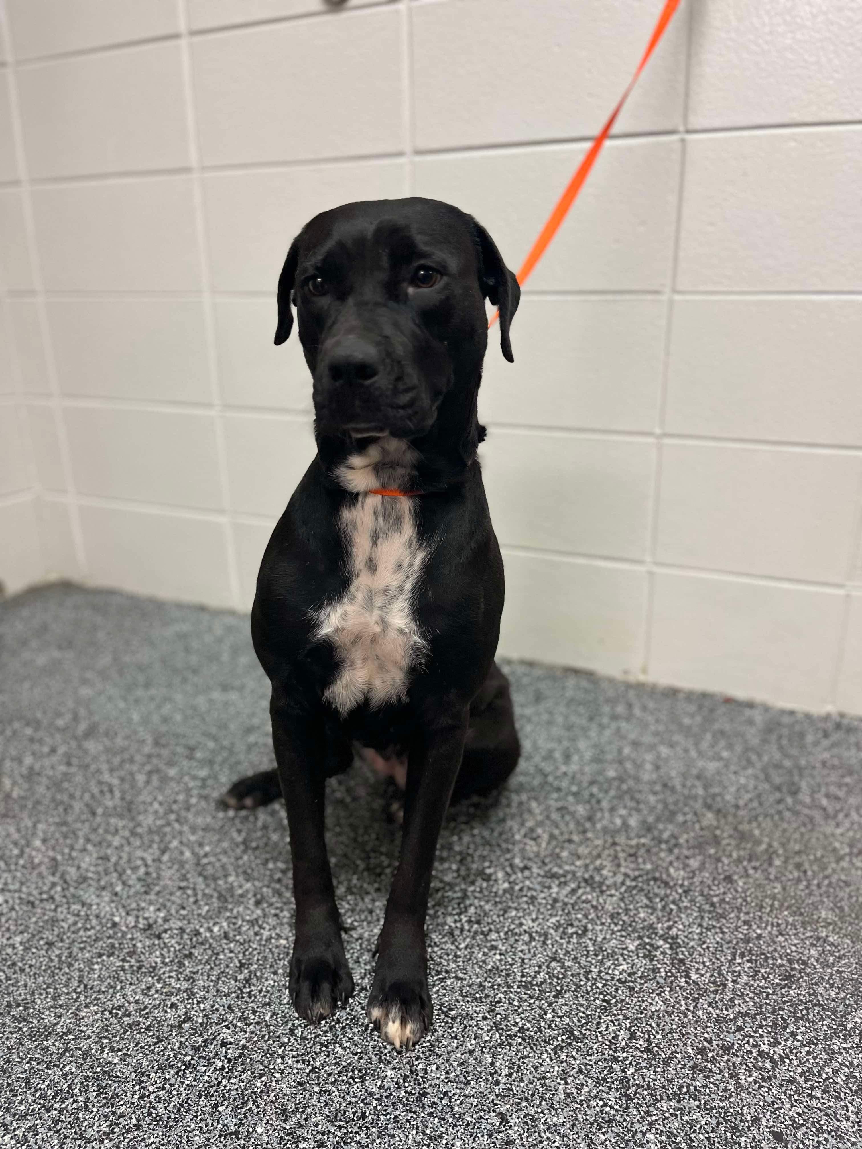 Adopt Chris Moose, the dog who literally nudges your heart (with a ...