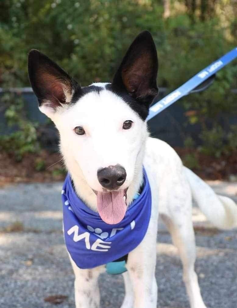Adopt Shaw Today - Pets TheCountyOffice