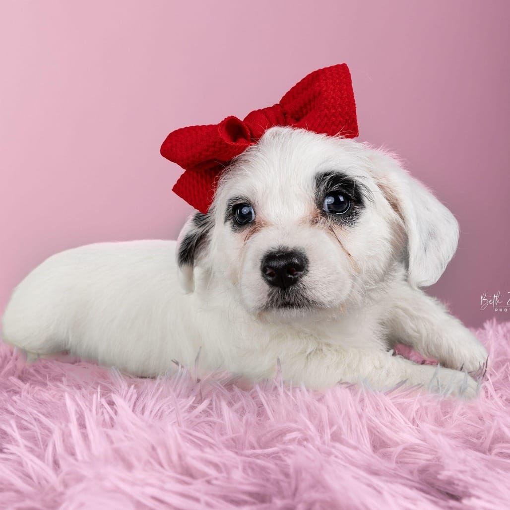 Adopt Patches Today - Pets TheCountyOffice