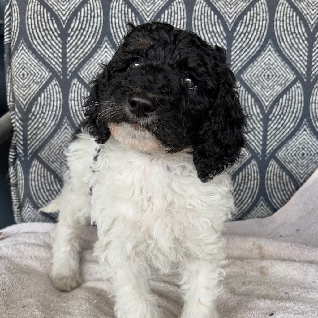 Adopt Edith Windsor Today - Pets TheCountyOffice
