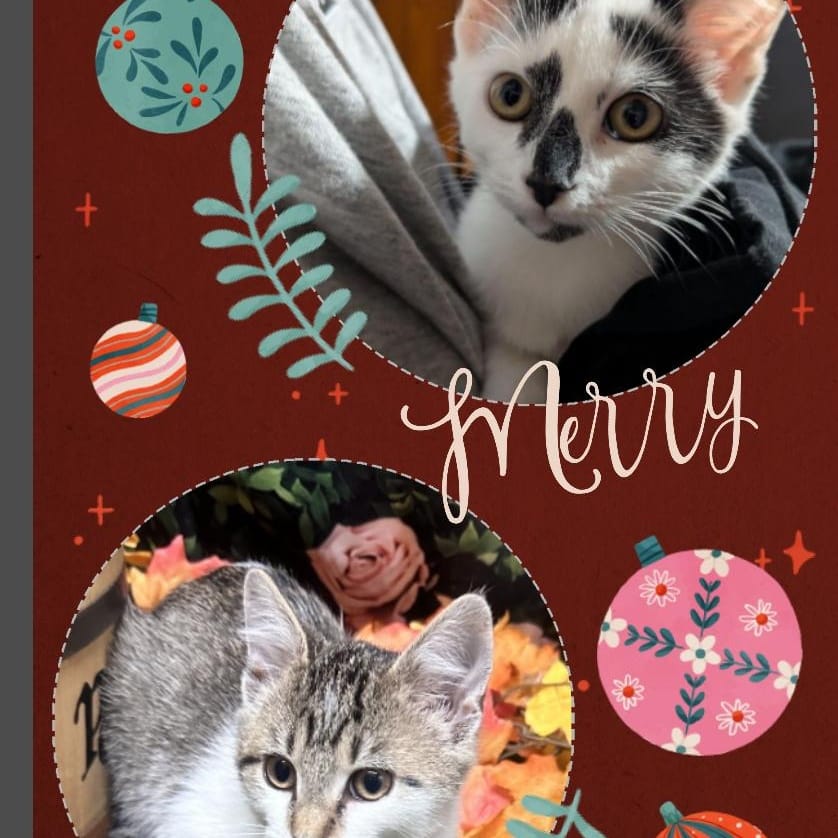 Adopt Sapphire And Ruby bonded sisters. Today - Find Paw Pal