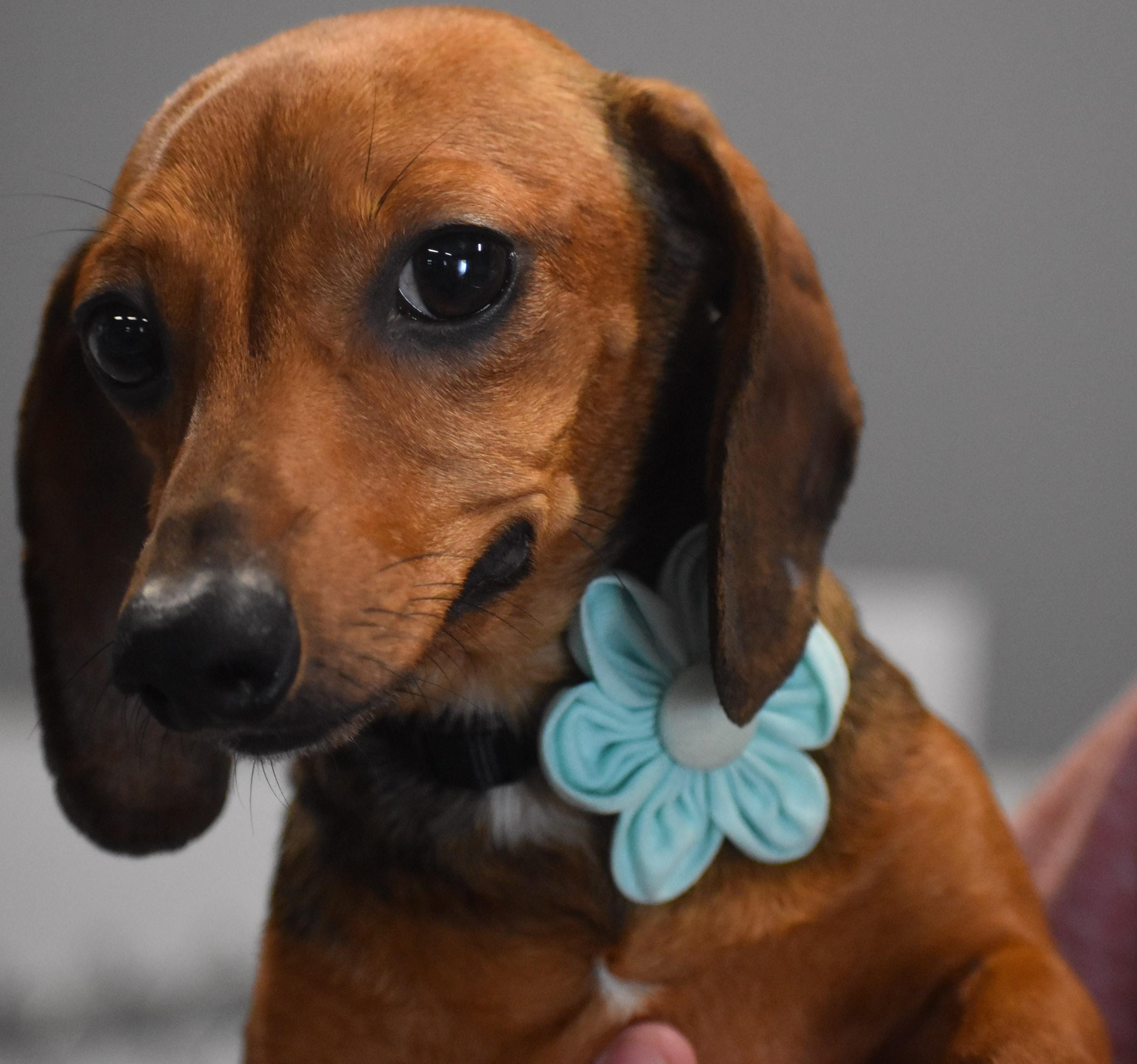 Adopt Fern in FL Today - Pets TheCountyOffice