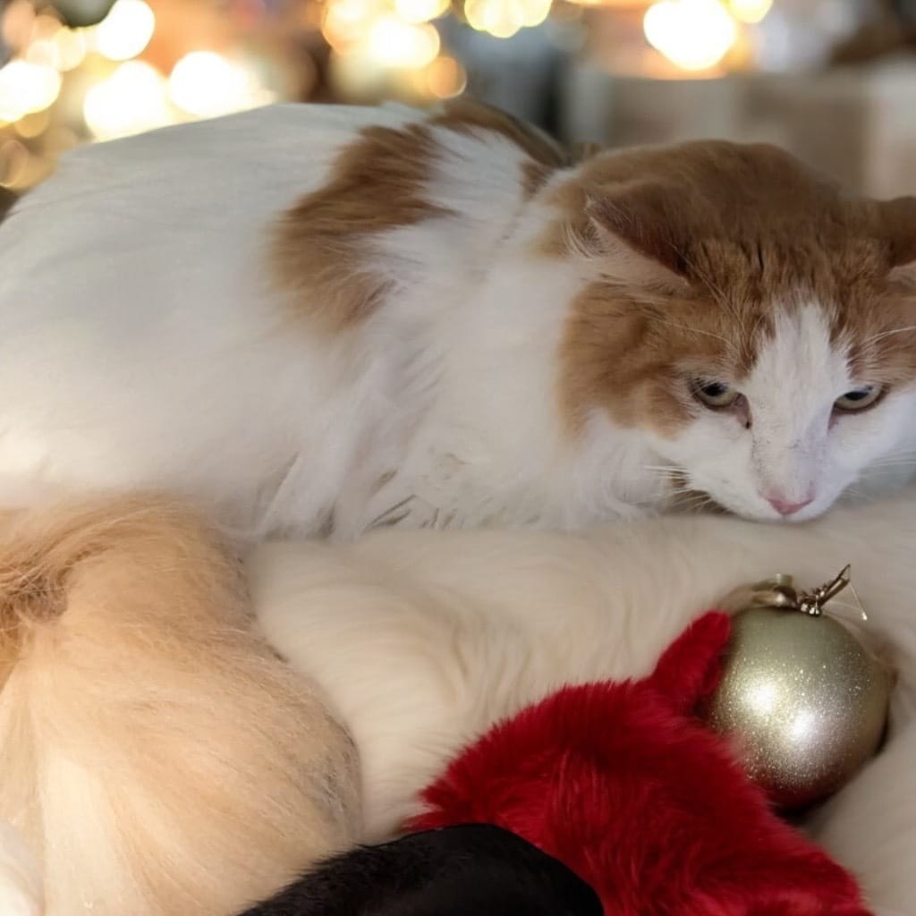 Adopt Tango Today - Pets TheCountyOffice