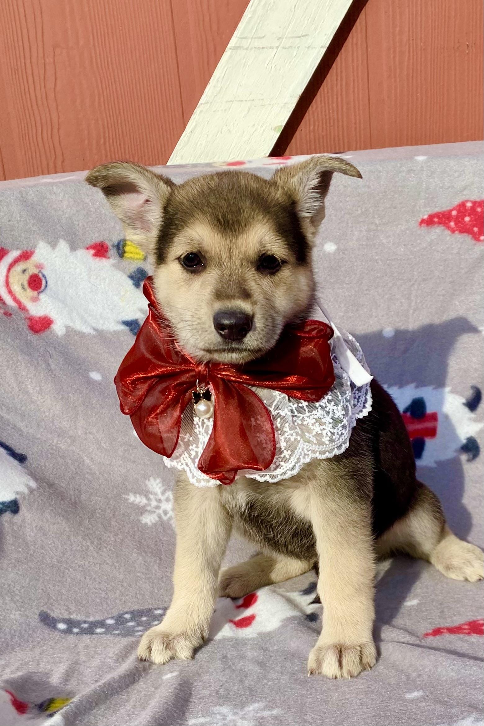 Adopt Maisy Mouse Today - Find Paw Pal