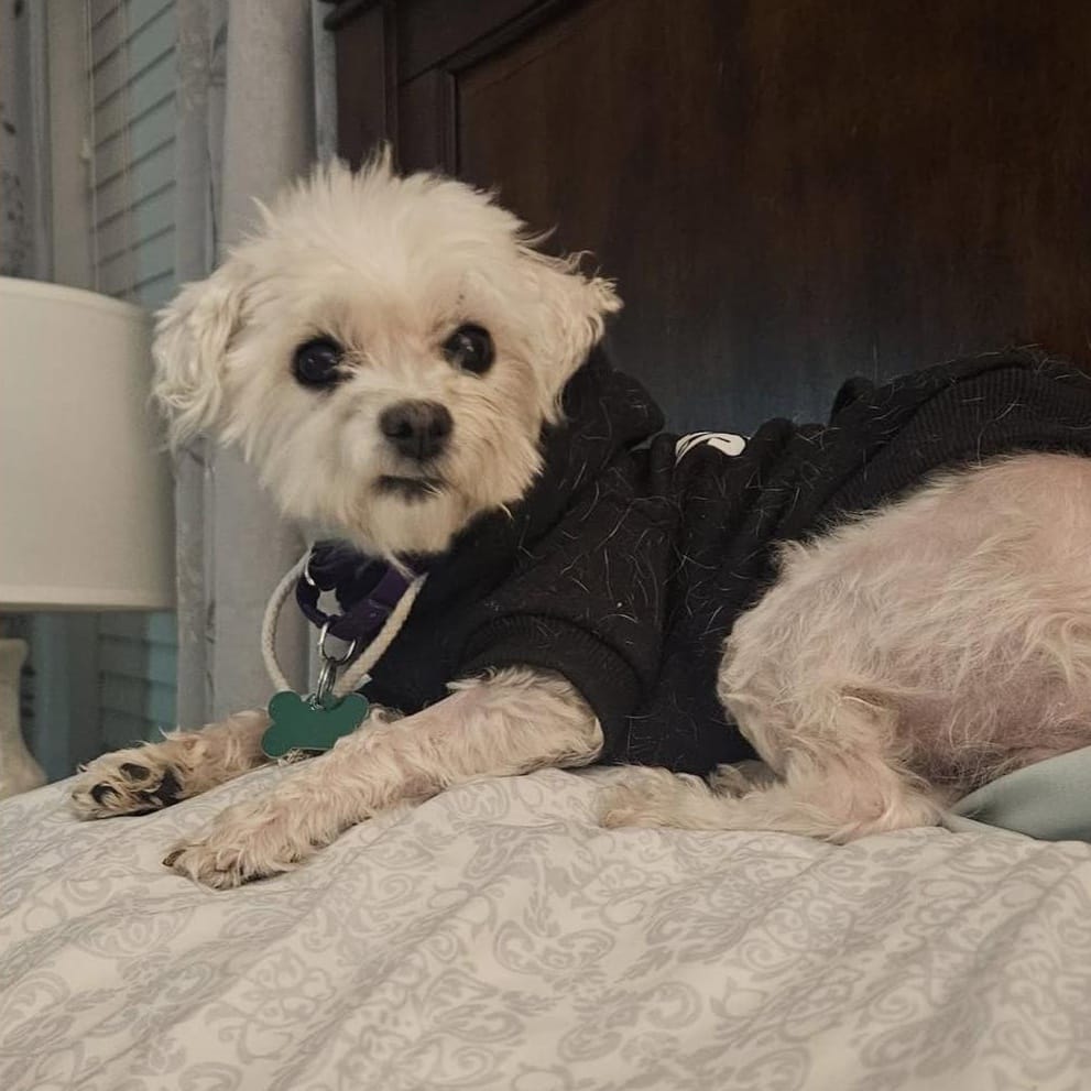 Adopt Two-Eyed Gloria Today - Pets TheCountyOffice