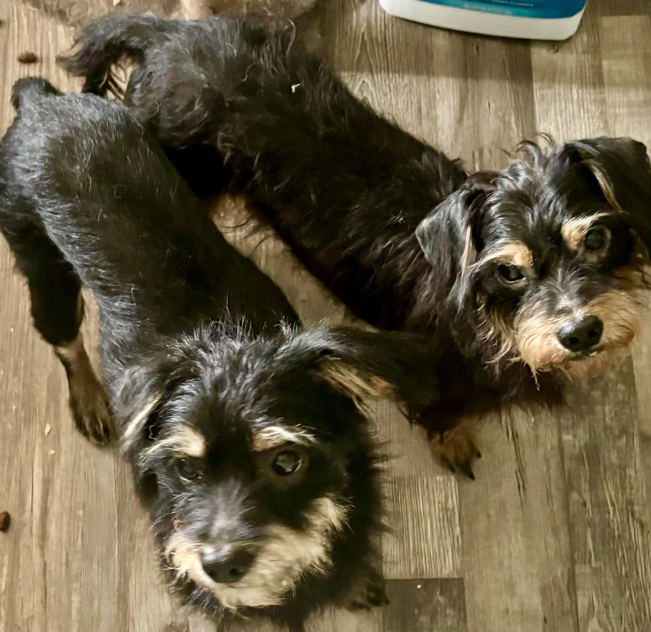 Adopt Bert & Ernie bonded pair Today - Find Paw Pal