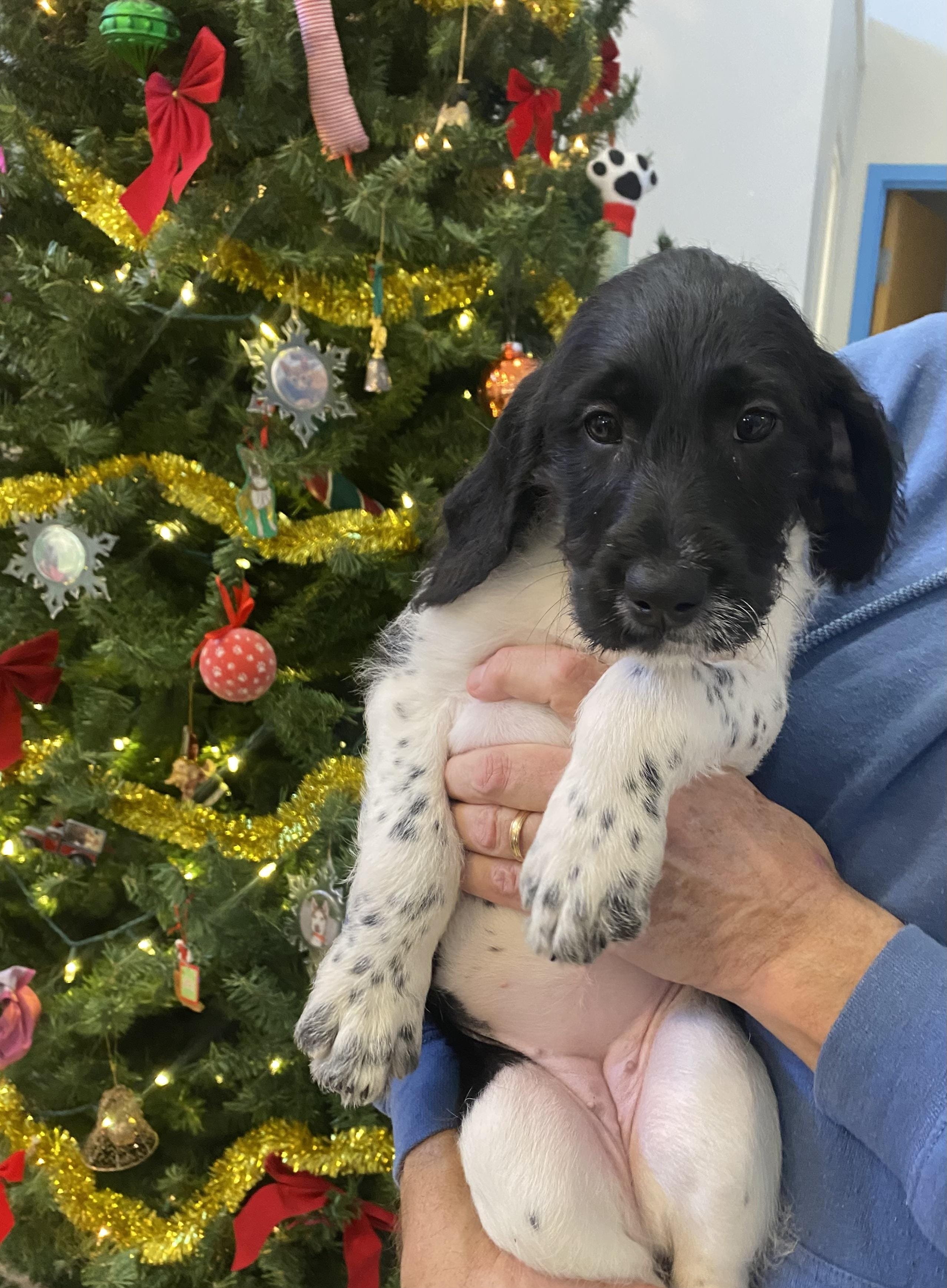 Adopt Alice Today - Find Paw Pal