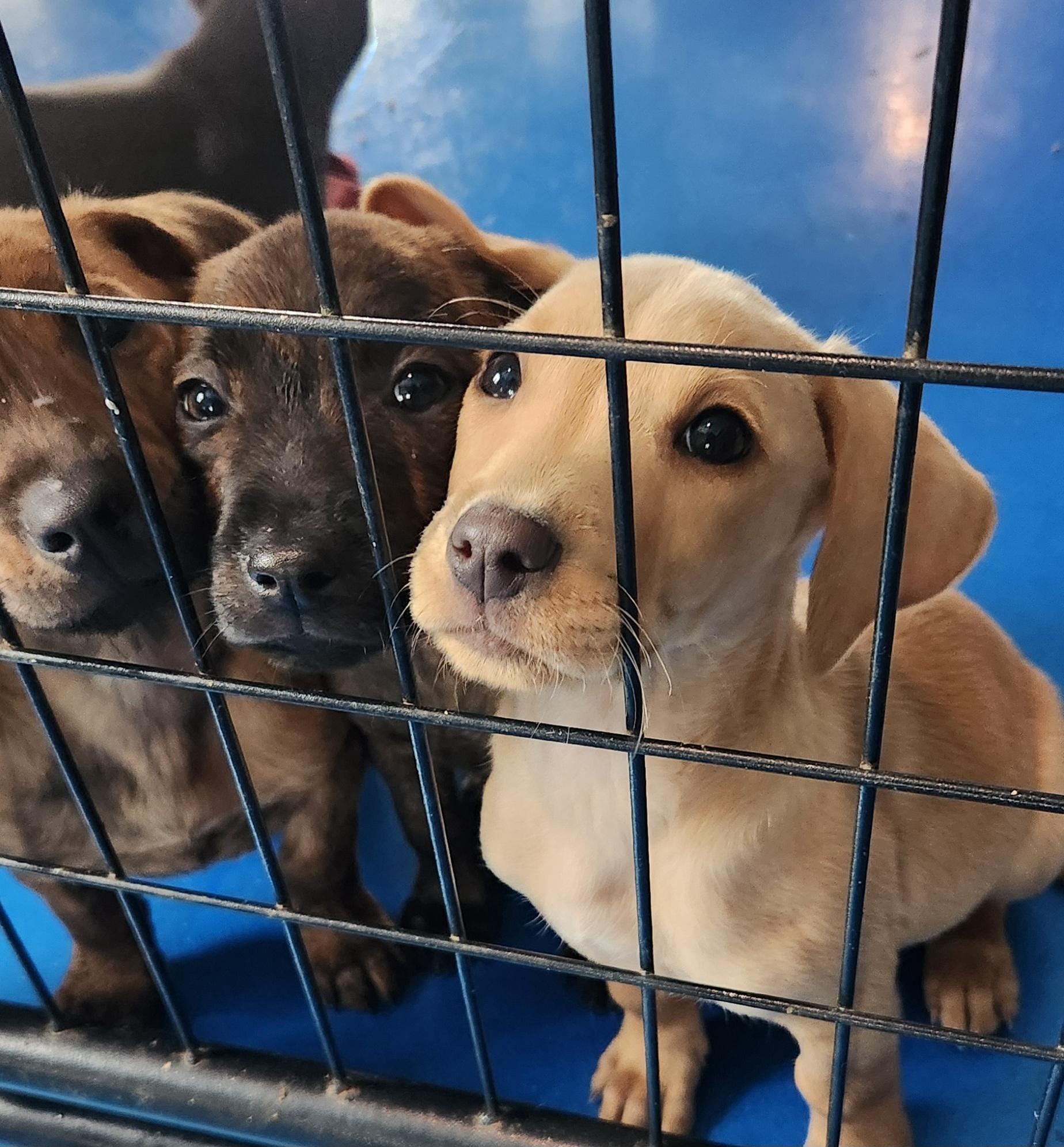 Adopt 7 dwarf puppies Today - Find Paw Pal