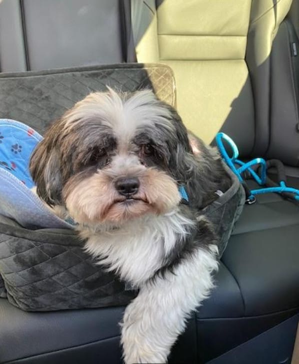 Adopt Koki in RI Today - Pets TheCountyOffice