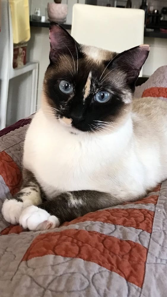 Adopt Boba Today - Find Paw Pal