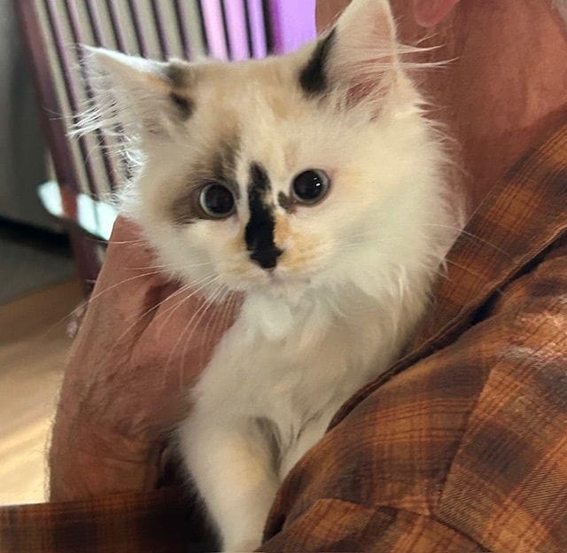 Adopt Chai Today - Pets TheCountyOffice