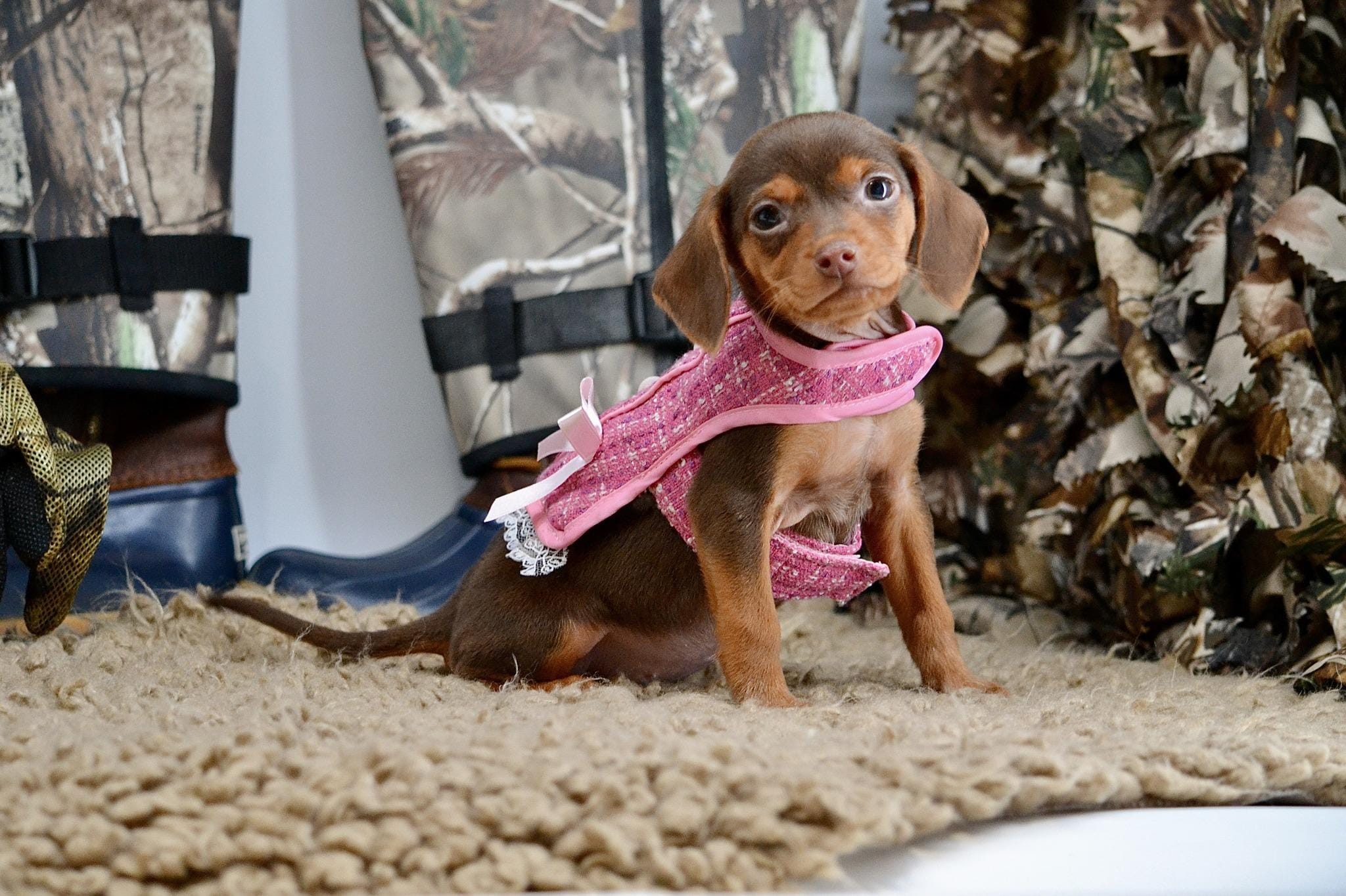 Adopt Miss Kay Today - Pets TheCountyOffice