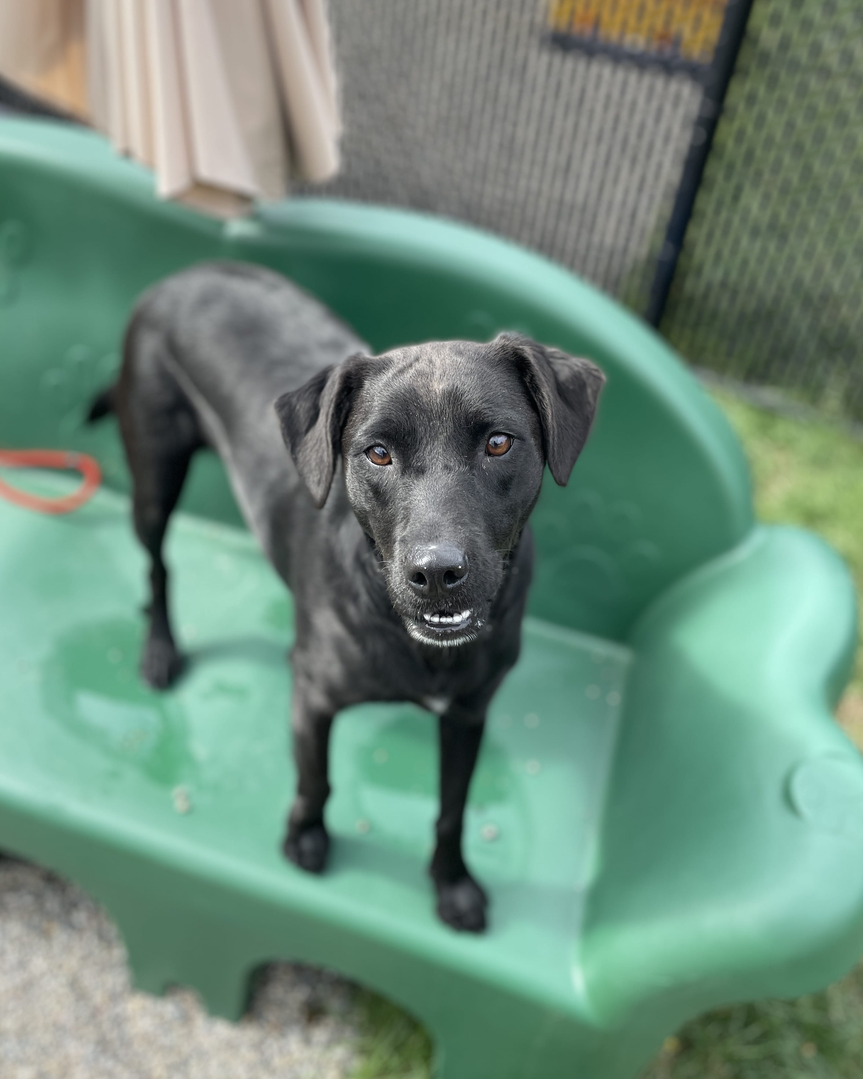 Adopt Athena Today - Find Paw Pal