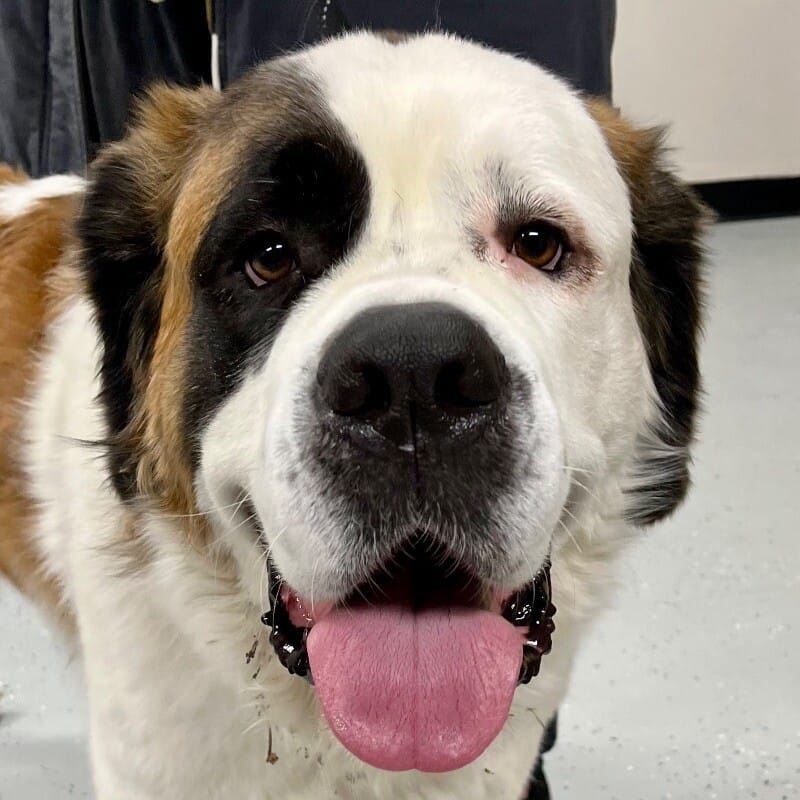 Adopt Mocha Today - Pets TheCountyOffice